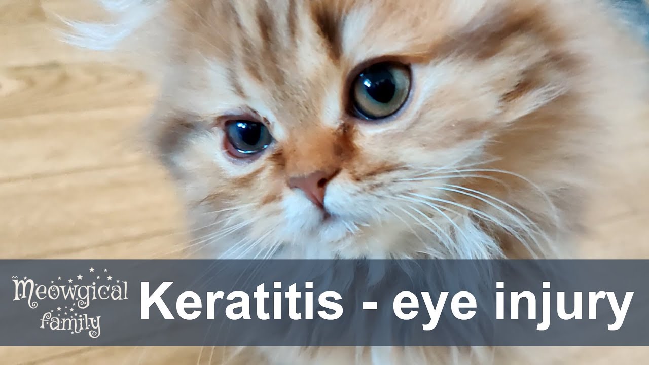 Helping a kitten with keratitis - YouTube