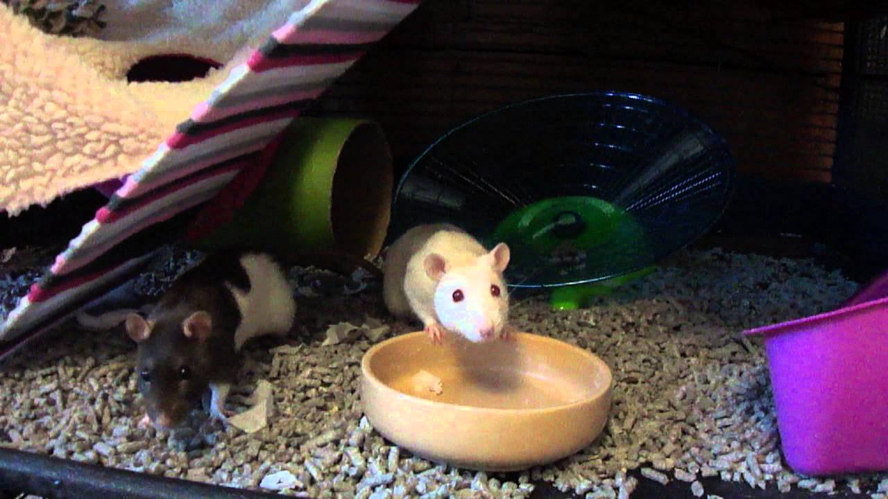 Our Six Young Rats Celebrate Their First Birthday. - YouTube