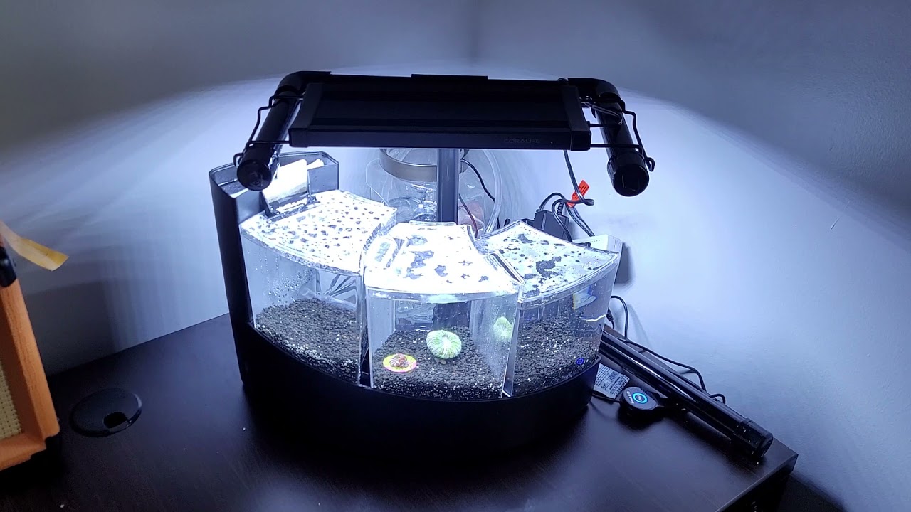 Betta Falls Pico Tank . first coral - YouTube