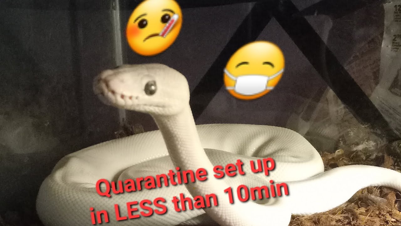 So you got a NEW snake.....let's talk quarantine - YouTube