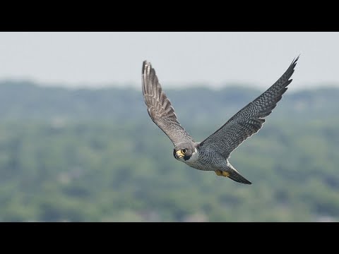 hunting and lure training of male juvenile peregrine falcon|amazing ...