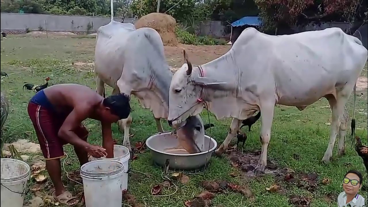 Wow.!!! Amazing Man Breed cow #02 - YouTube