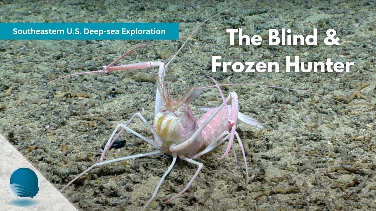 Southeastern U.S. Deep-Sea Exploration: The Blind & Frozen Hunter - YouTube