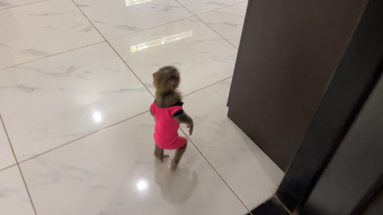 Baby Tav Tav Very Smart Missing Kind Mom Running 2 Leg To Find Mom ...