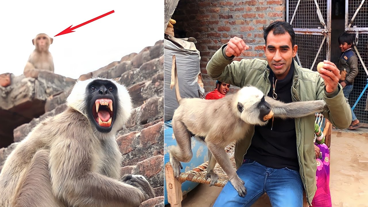 आज तो लंगूर महाराज ने डरा ही दिया 🤣🤣| Monkeys Top Funny Video| Monkeys ...