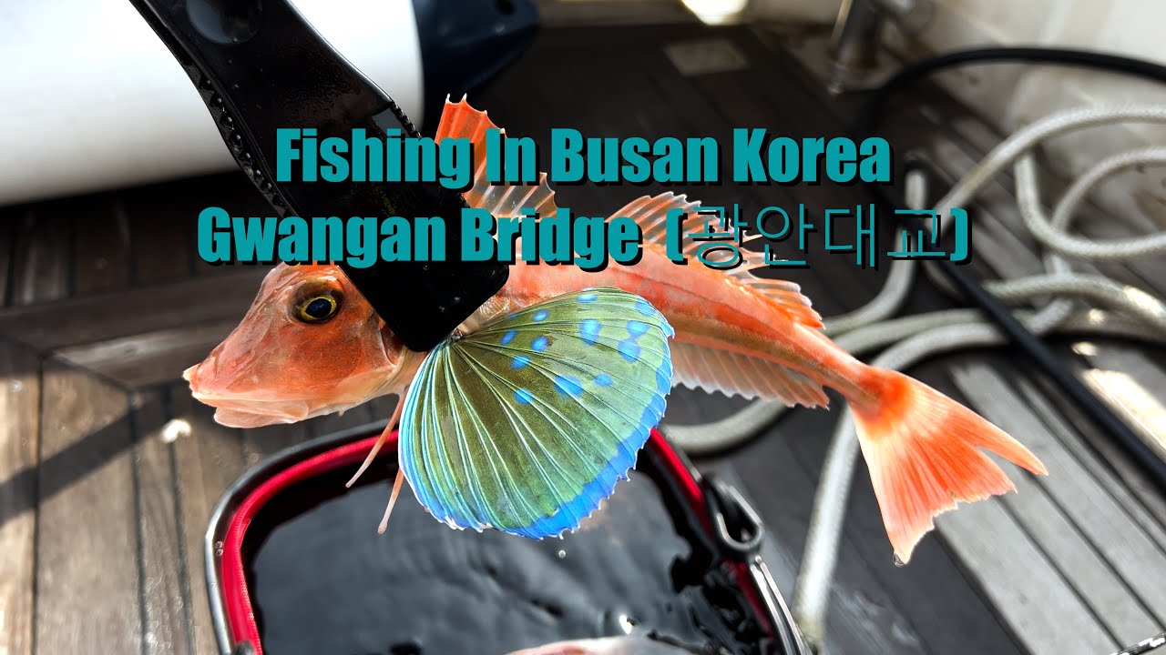 Fishing In Busan, South Korea (광안대교) 4k - YouTube