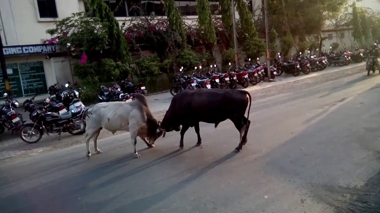 Bull fight in india - YouTube