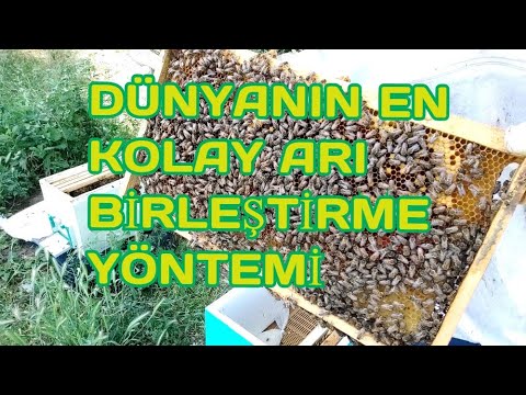 DÜNYANIN EN KOLAY ARI BİRLEŞTİRME YÖNTEMİ Arı Ustası Serkan Diril