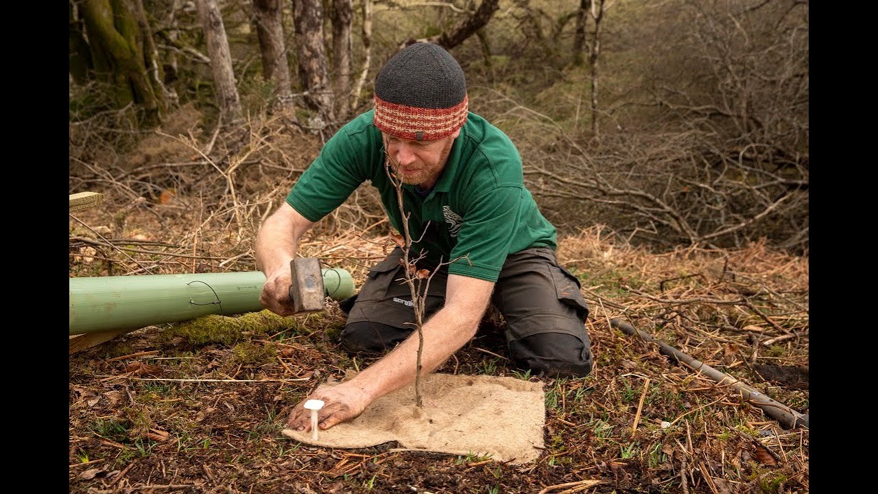Moor Trees - Copse in a Box - Episode 7 - Lifting and Planting Trees ...
