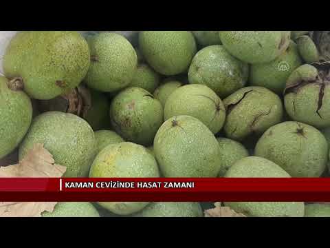 Kaman cevizinde hasat zamanı