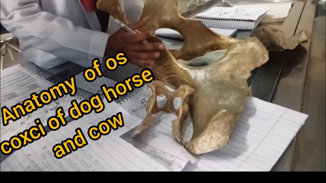 anatomy of the os coxae(pelvic bone) of a horse ,cow and dog #vet #dvm ...