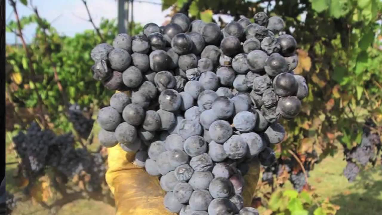 GO TEXAN WineCast - Cross Timbers Wine Trail - YouTube