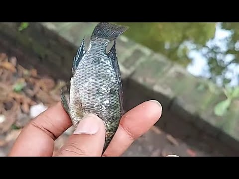 Very Small Kanta Fish Catching desi - YouTube