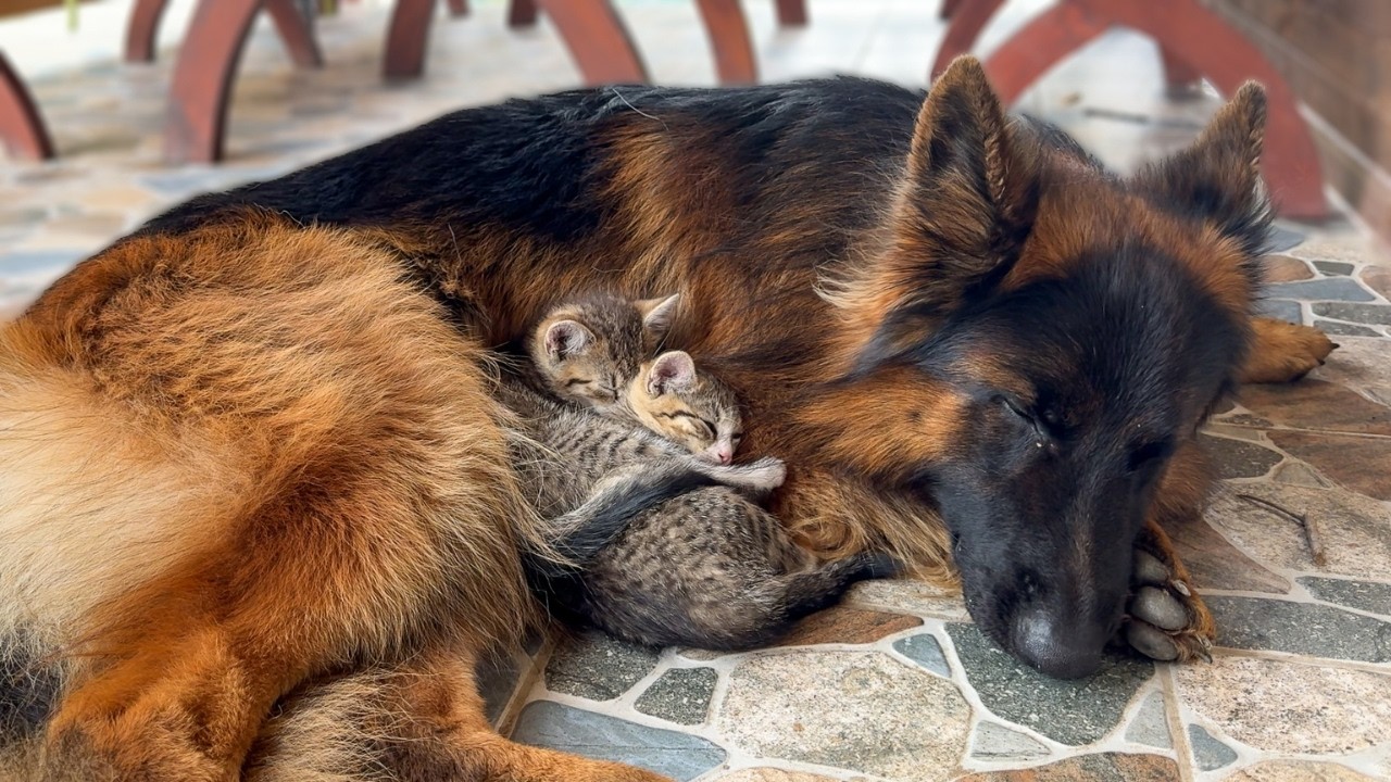 Protective German Shepherd Watches Over Foster Kittens as They Sleep ...