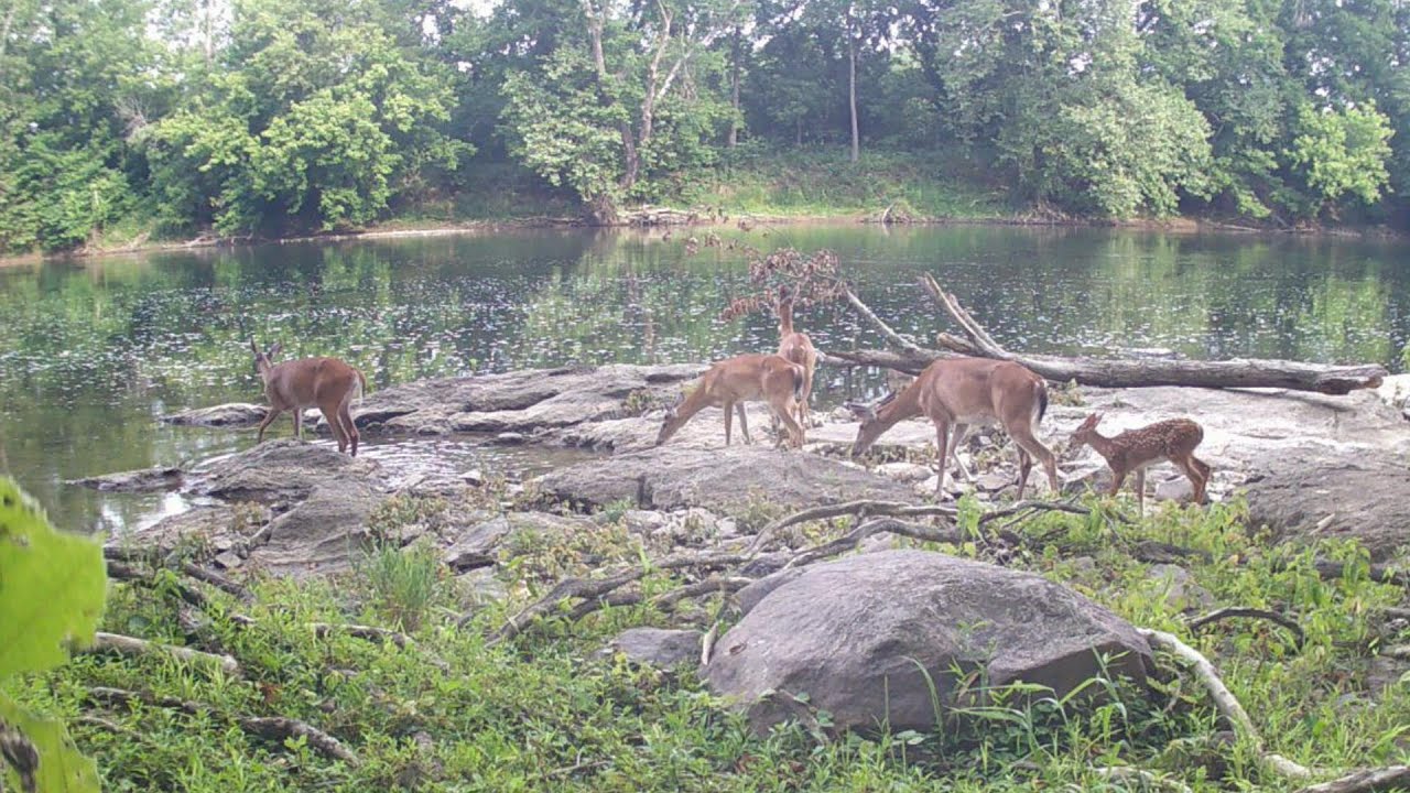 Deer Drinking From Stream + Cute Little Fawn! - YouTube