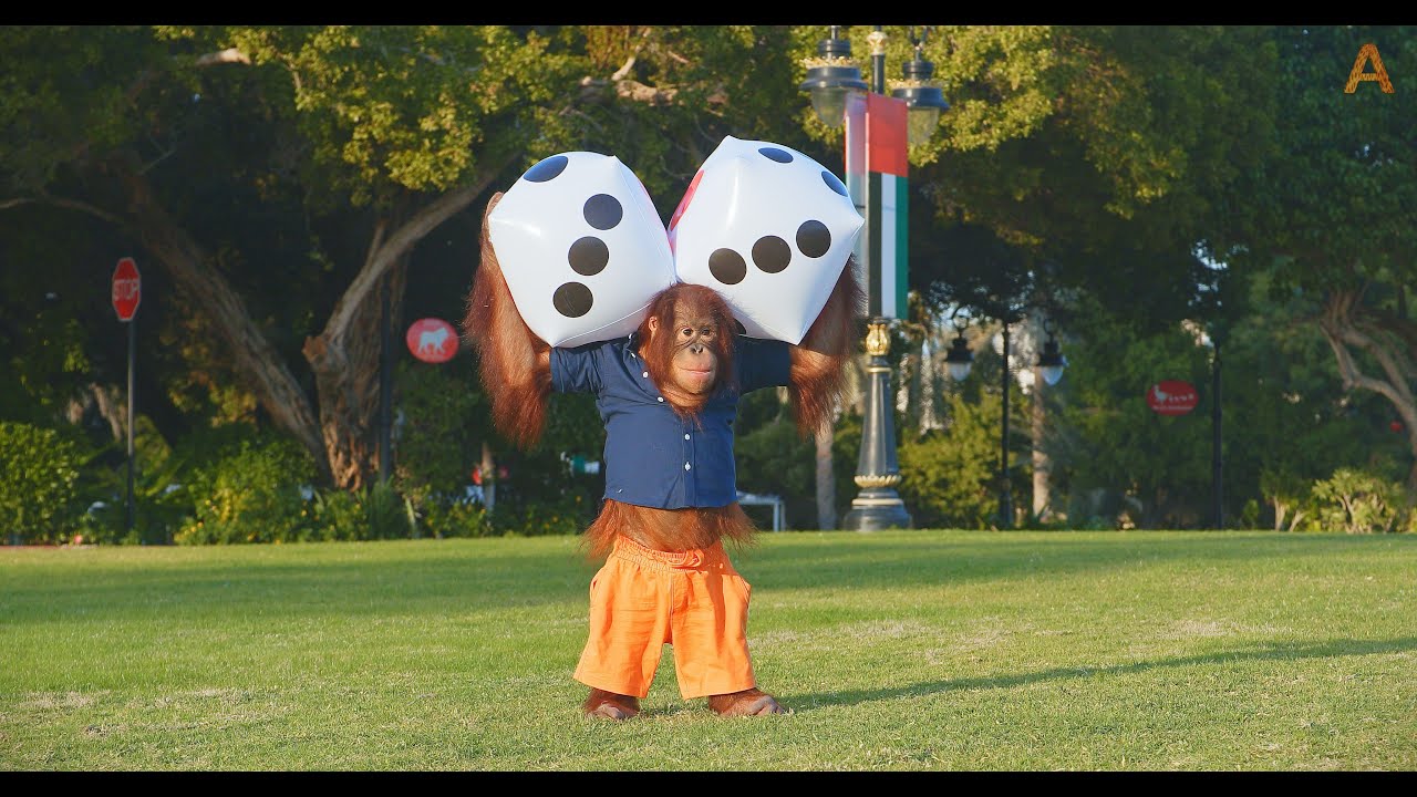 Animalia - Orangutan Benji rolls the dice - YouTube