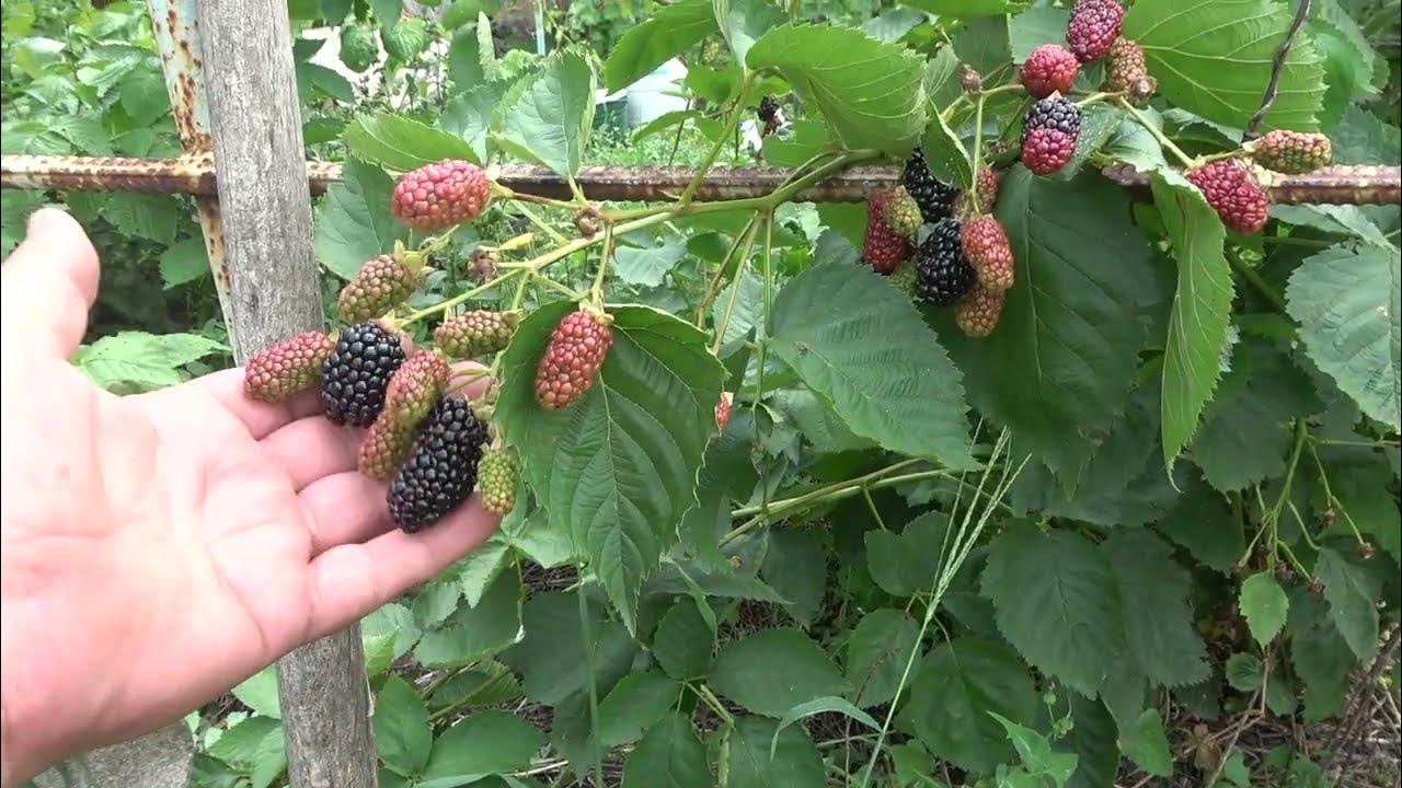 Ежевика Натчез и Вождь Джозеф Бурдак А В 2023 - YouTube