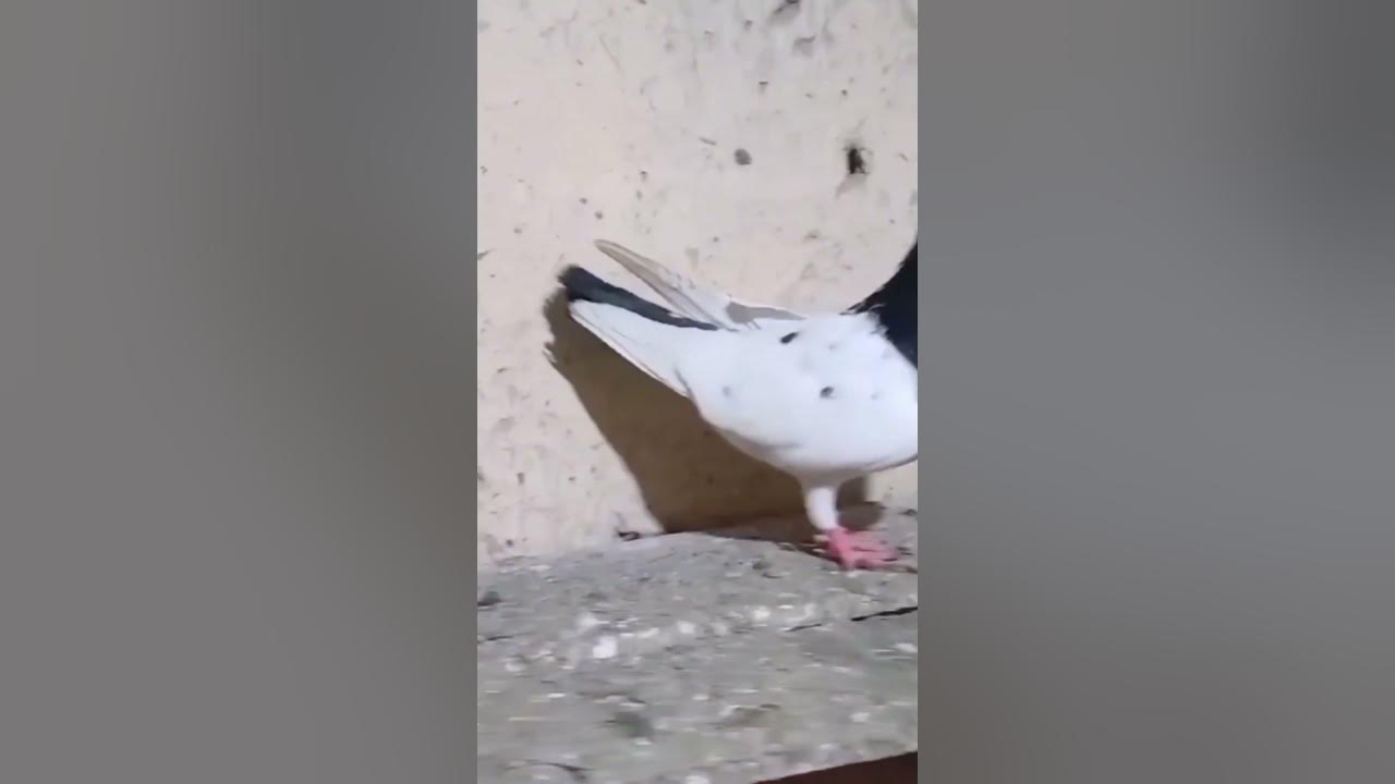 #pigeon #pigeonloves #bird #kabootar #kabutarlove #birdspecies #kabutar #pigeonlove #pigeonbird ...