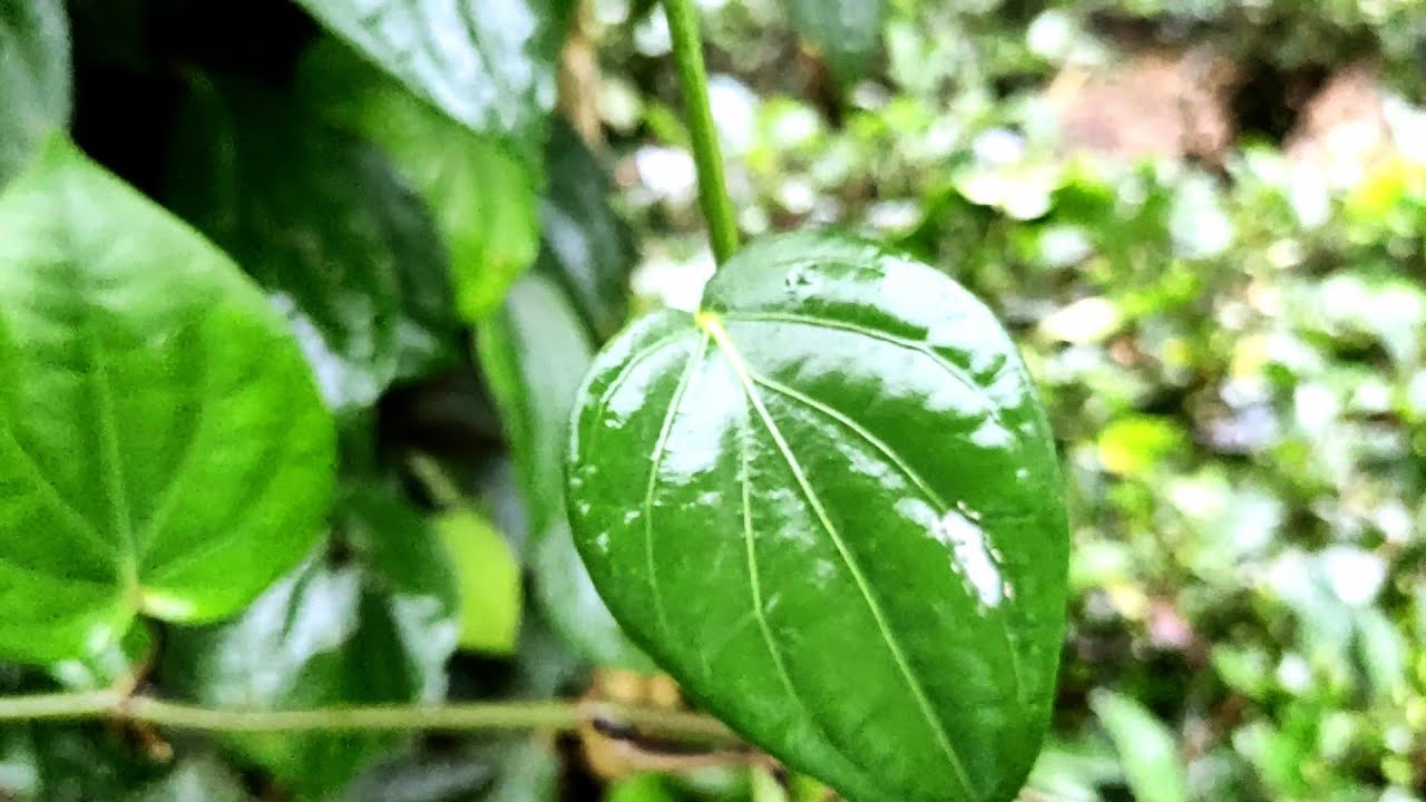 Black Pepper Plant | Kalamirch | Golmorich - YouTube