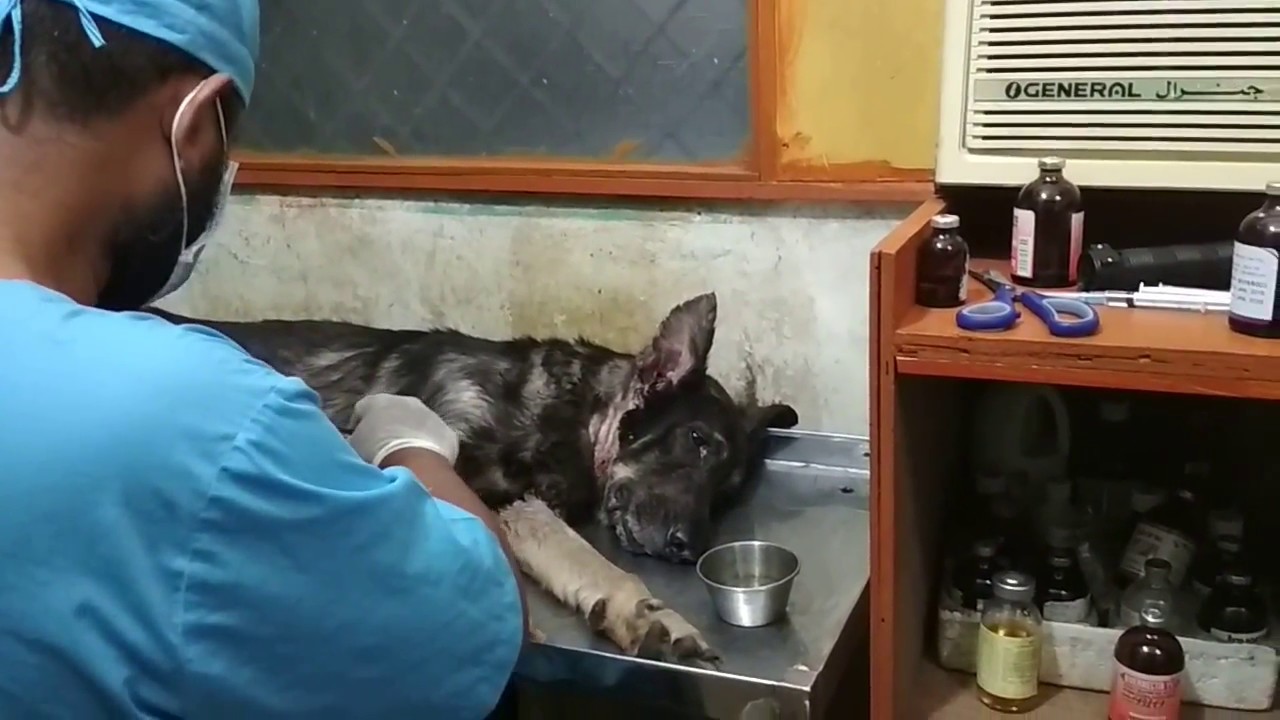 Maggot infestation in a GSD @ Dr. Sagir's Pet Clinic 01912251312 - YouTube