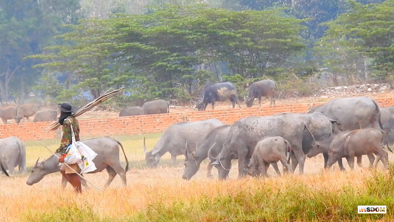 uncle buffalo shepherd - YouTube
