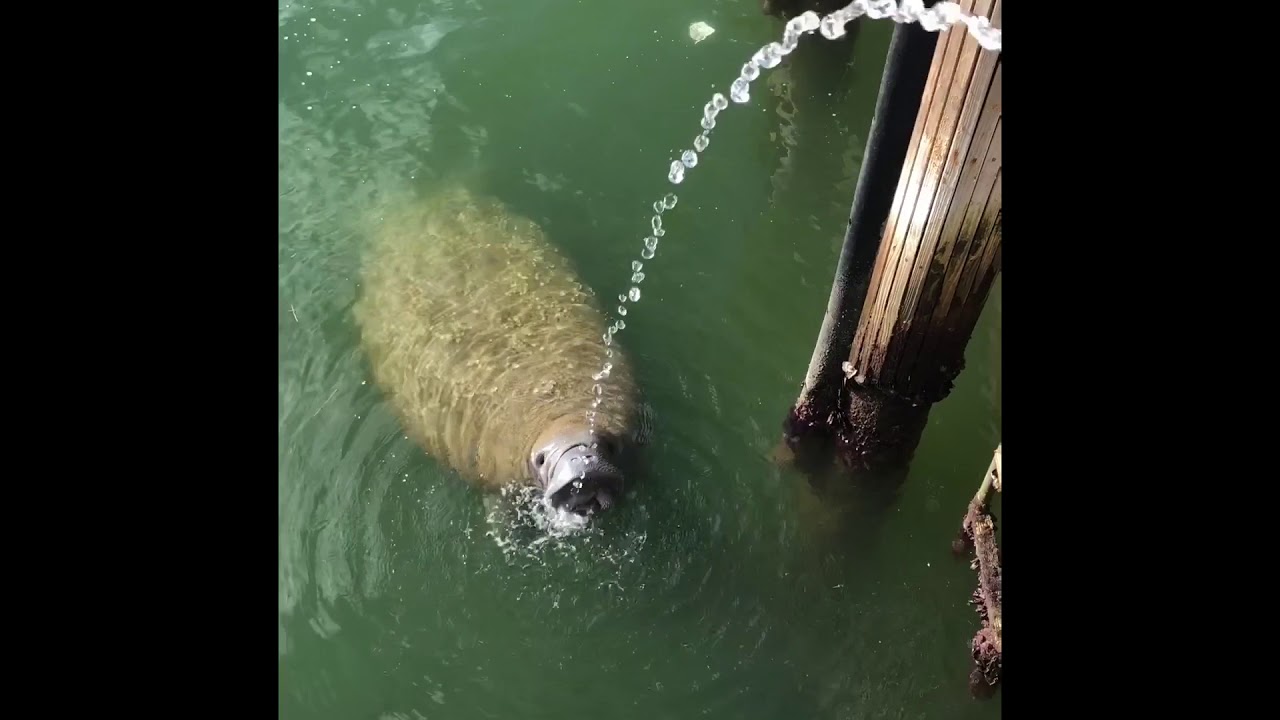 Manatee drinking fresh water from hose in Miami sea - YouTube