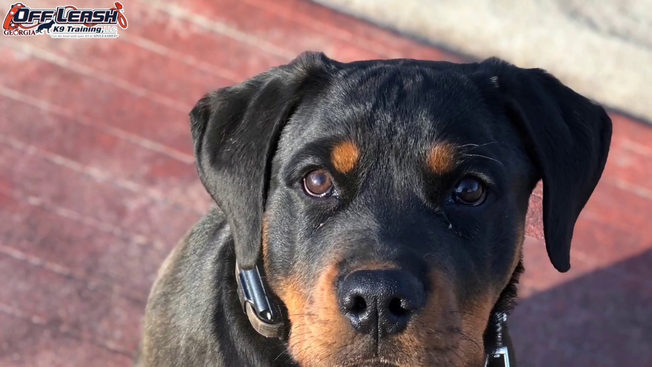 5 Month Old Rottweiler "Leonidas" Before/After Video | Amazing ...
