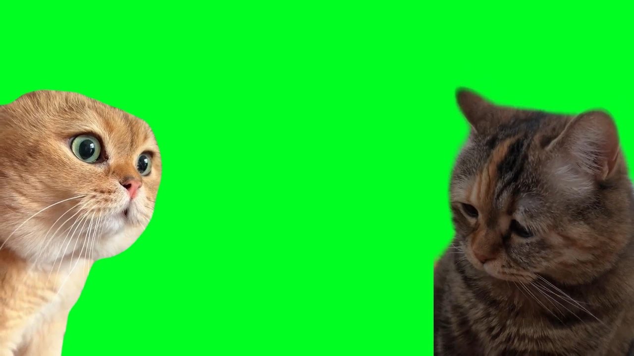 Two Cats Talking - Green Screen Meme Template - YouTube