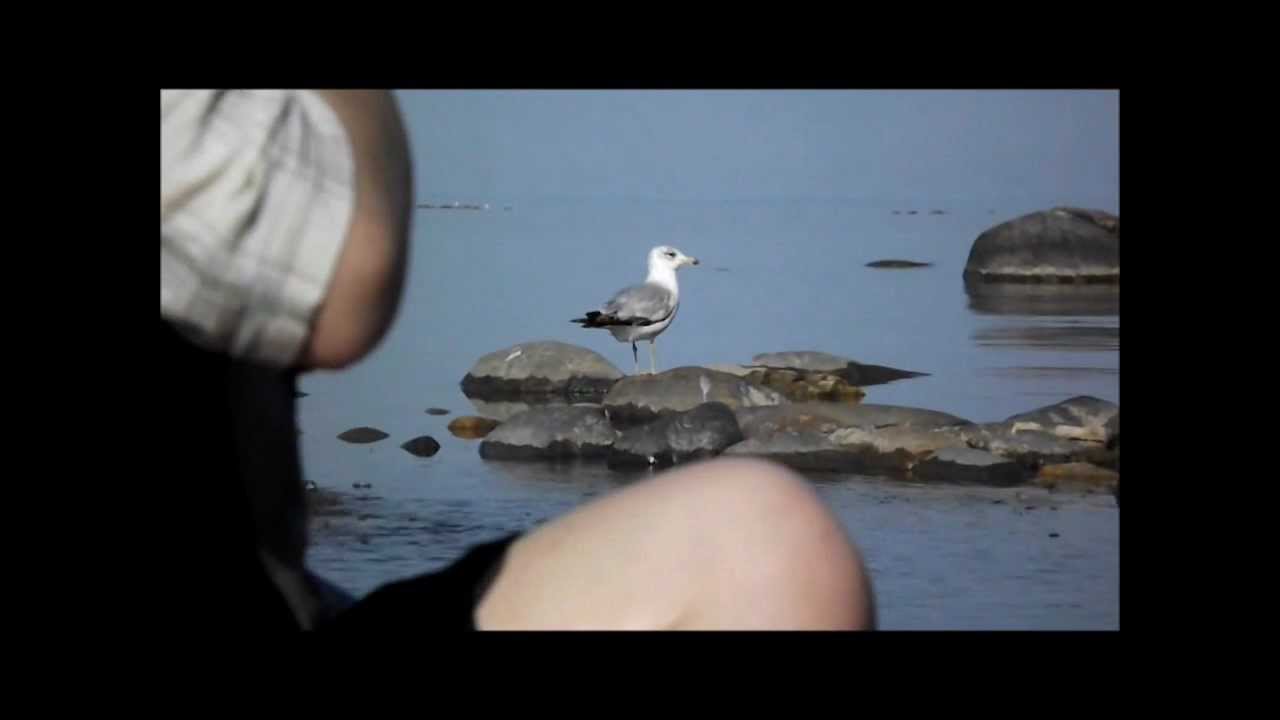 Seagull Pooping - Versus water pistol - WOW - only lacks better aim ...