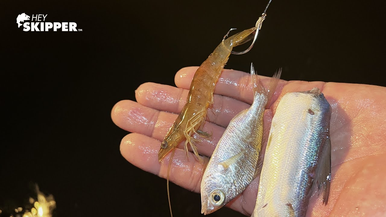 Fishing w/ RANDOM Things I Catch in My Net! (Shrimp, Cutbait + Live ...