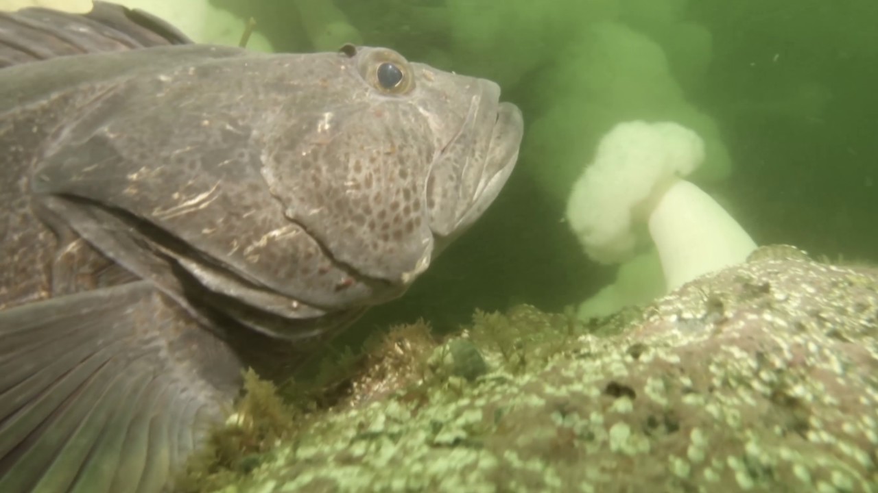 Giant Lingcod, Rockfish, Sea Anemones | Keystone Jetty Dive | Day One ...