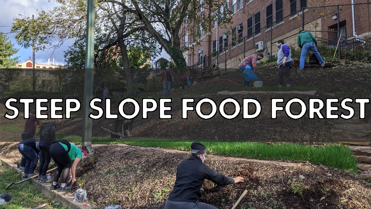 Food Forest on a Steep Slope - YouTube
