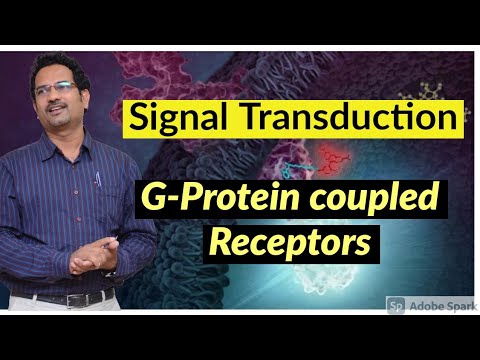 Signal Transduction & G Protein Coupled Receptors ( Gs, Gi & Gq ) - YouTube
