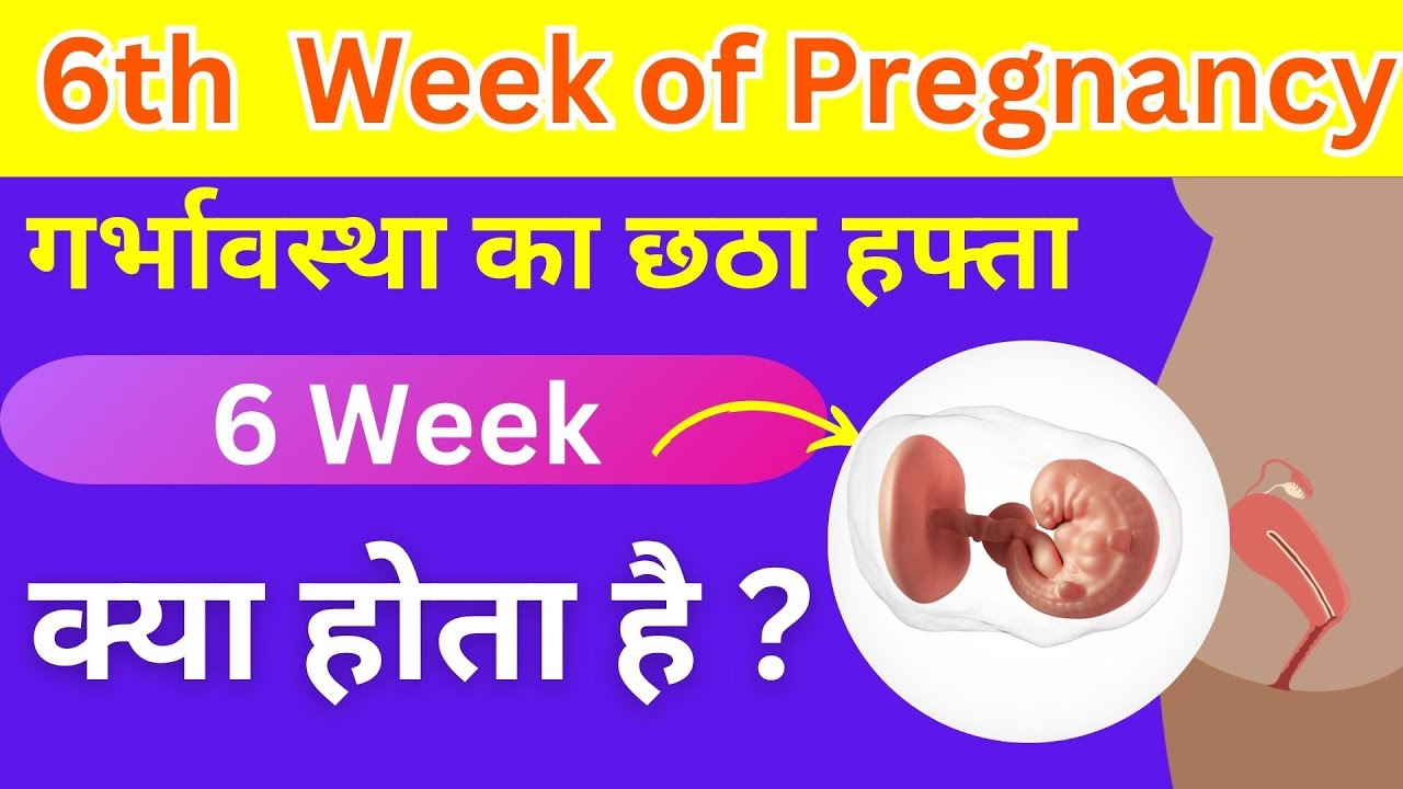 प्रेगनेंसी के 6th week में क्या होता है 6️⃣ 6th Week छठा हफ्ता ...