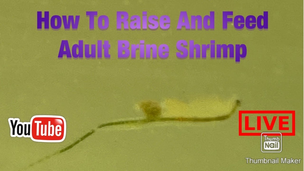How To Raise And Feed Adult Brine Shrimp - YouTube