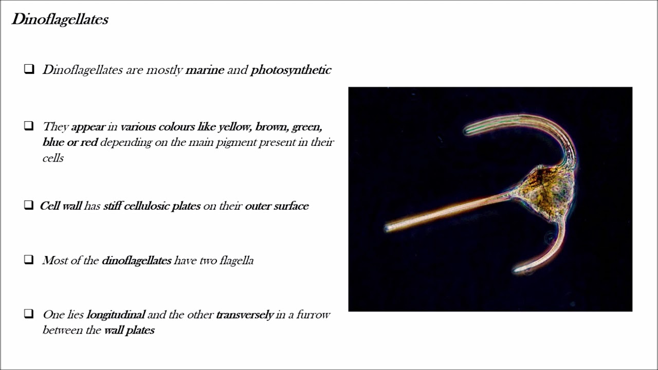 LEARN DINOFLAGELLATES IN LESS THAN FIVE MINUTES I NEET BIOLOGY I ...