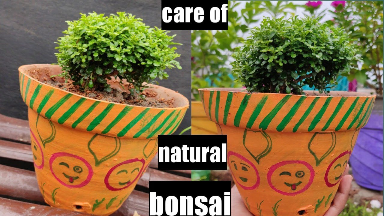 Table kamini plant care, murraya peniculata, dwarf kamini, mini kamini ...