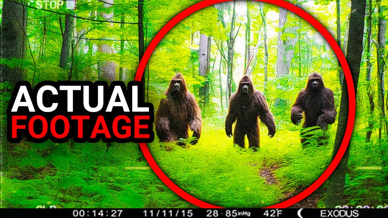 Compilation of The Most Shocking Trail Cam Footage - YouTube