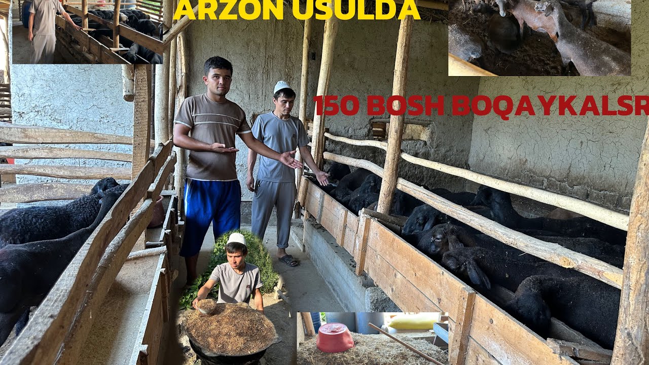 YU SHAROYITA QOY BOQISH SIRLARI ARZON USULDA 28 YOSH OKAMIZ 150 BOSH ...