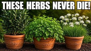 NO Time To GARDEN? Plant These 11 Herbs And Spices NOW 