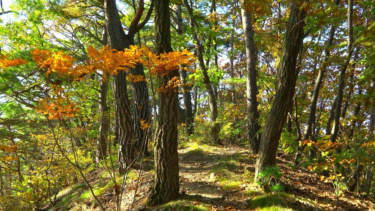 Autumn Forest Walk, walking on a forest trail colored with autumn ...