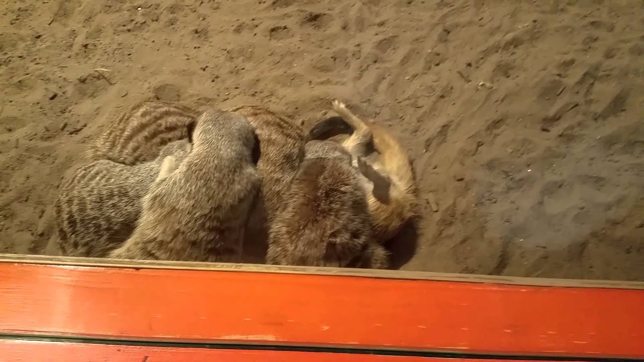 Meerkat cuddle puddle at Maritime Aquarium - YouTube