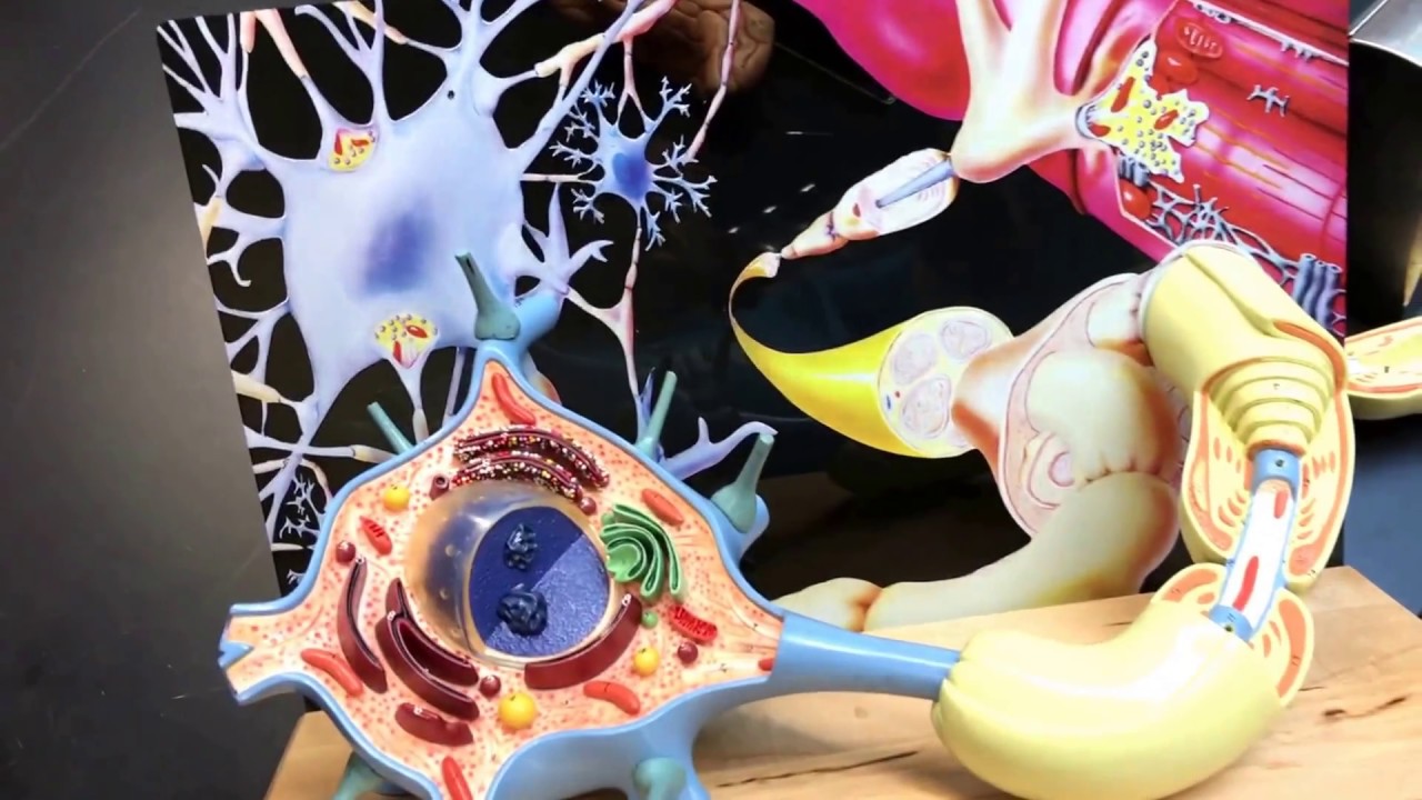 Lab Exam 4 Neuron Model - YouTube