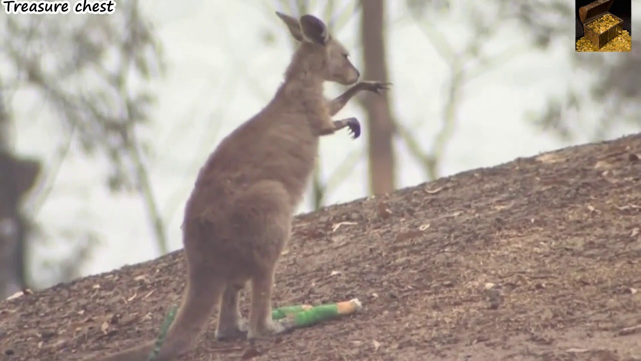 Australia. A woman takes care of a kangaroo injured in forest fires ...