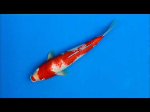 ปลาขาย No N0053