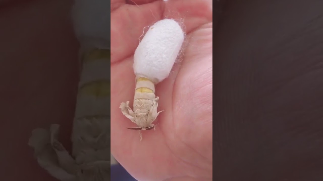 Cocoon breaking into Butterfly 🦋 - YouTube