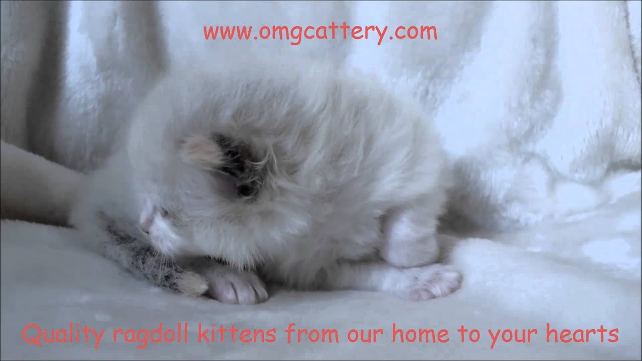 Marsh Pink ragdoll kitten time lapse - YouTube