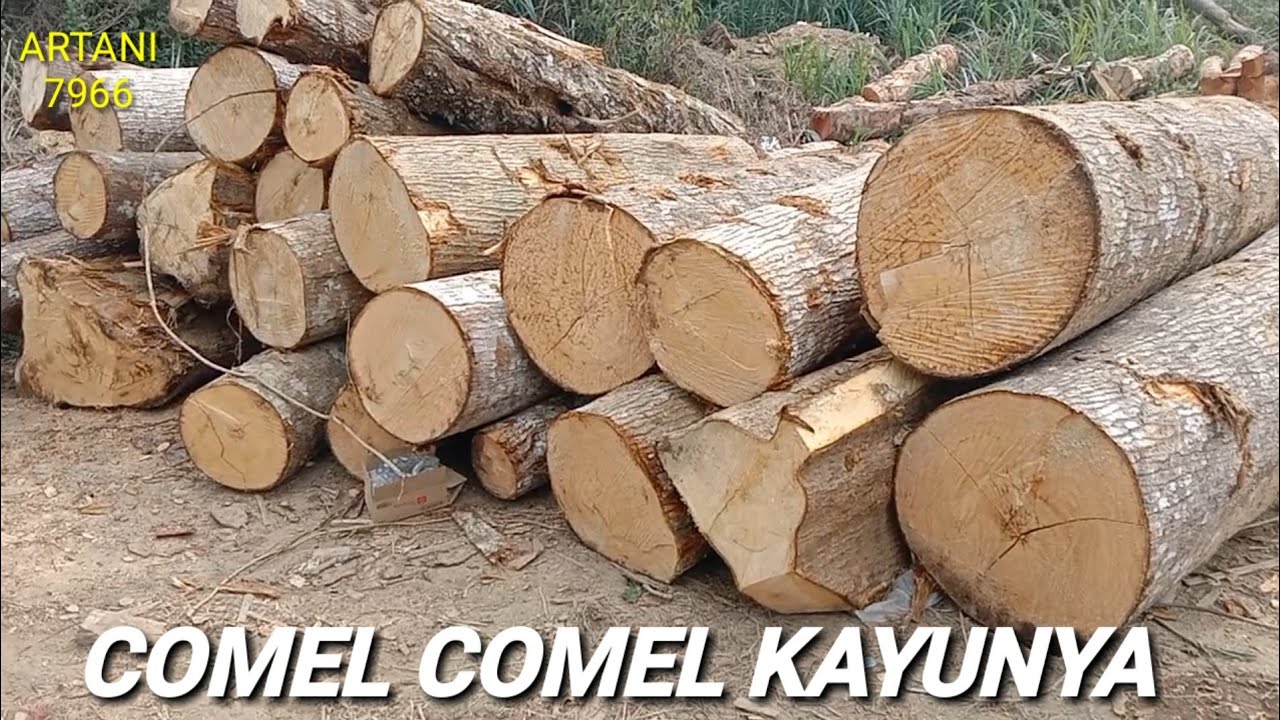 KAYU RAMBUTAN BANYAK DAN DI BUANG.SIMAK PROSESNYA GAESS - YouTube