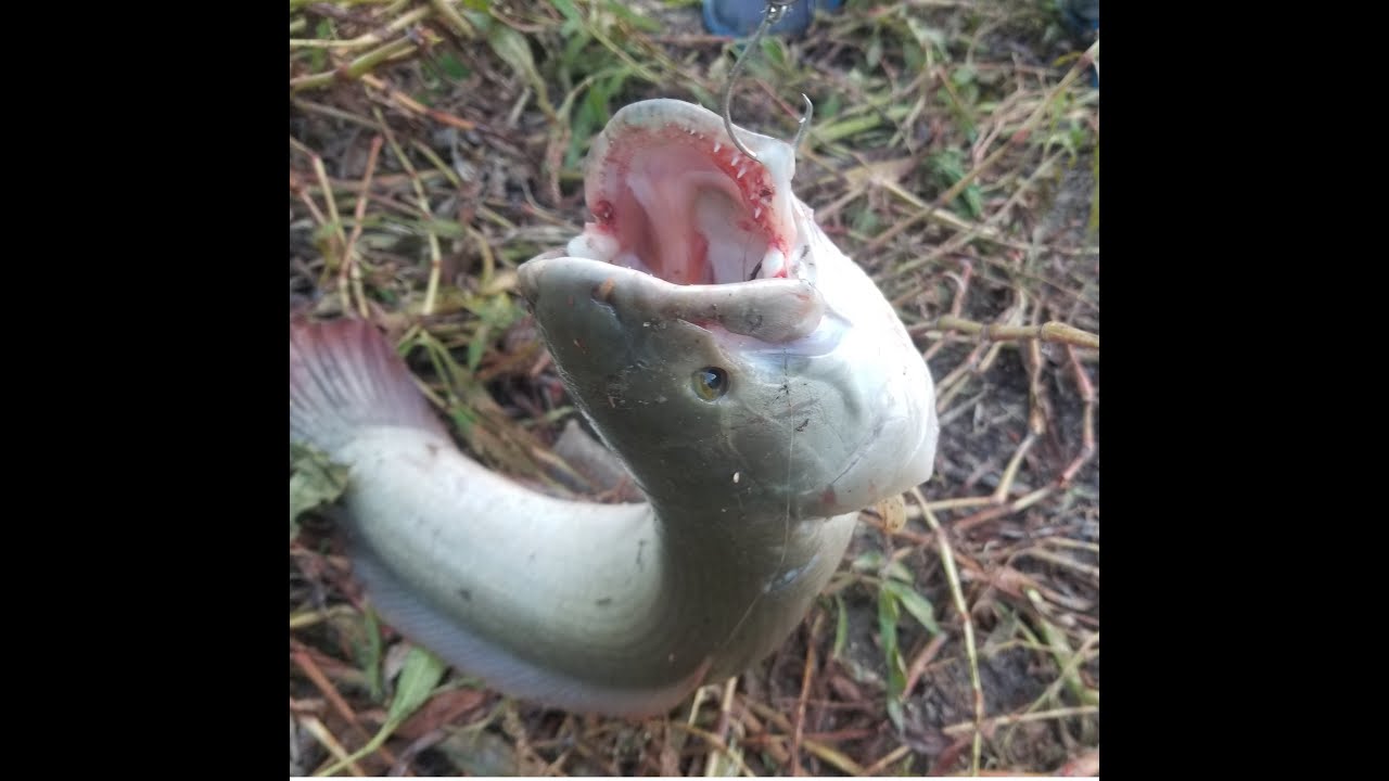 BOWFIN / GRINDLE CAUGHT IN TEXAS. MUST SEE!!!! - YouTube