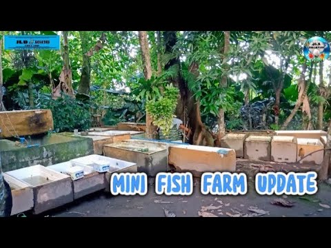 Mini Fish Farm UPDATE | JLB AQUATICS CHANNEL - YouTube